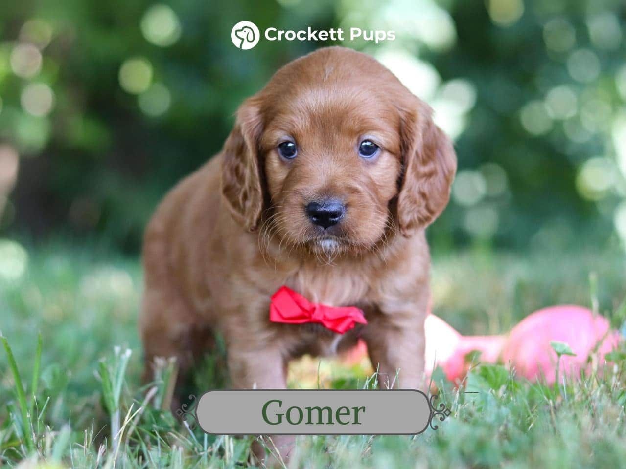 Adopt Mini Golden Retriever Puppies | Golden Cavalier Breeders