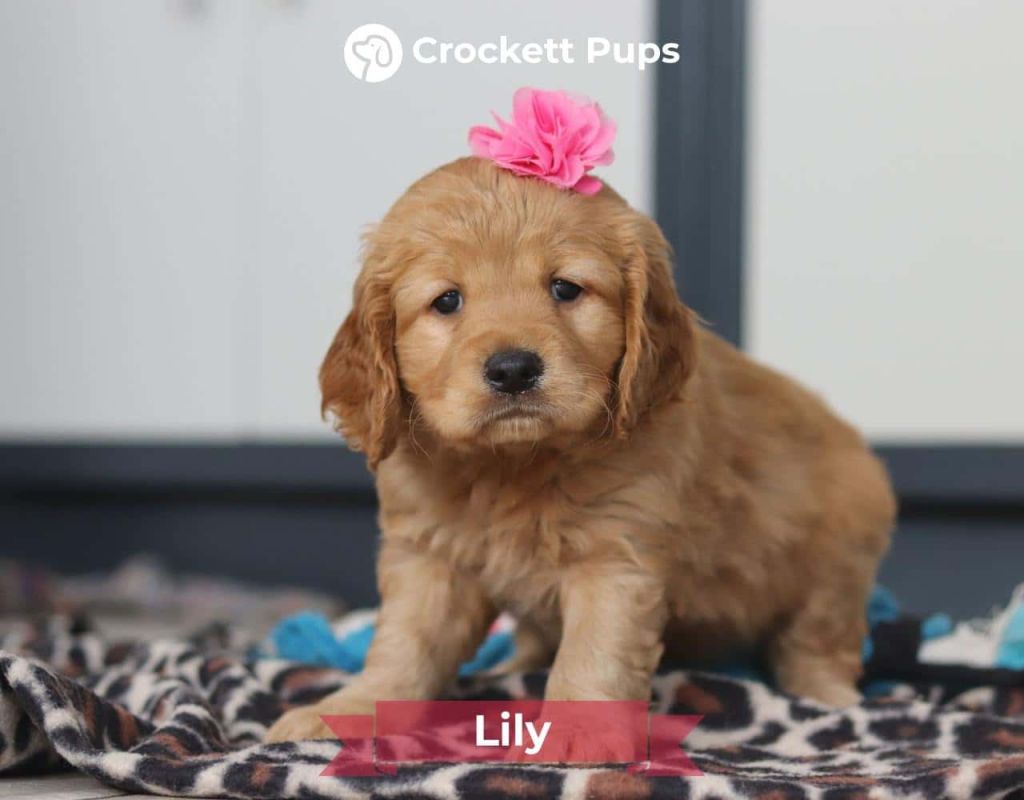 Adopt Mini Golden Retriever Puppies | Golden Cavalier Breeders