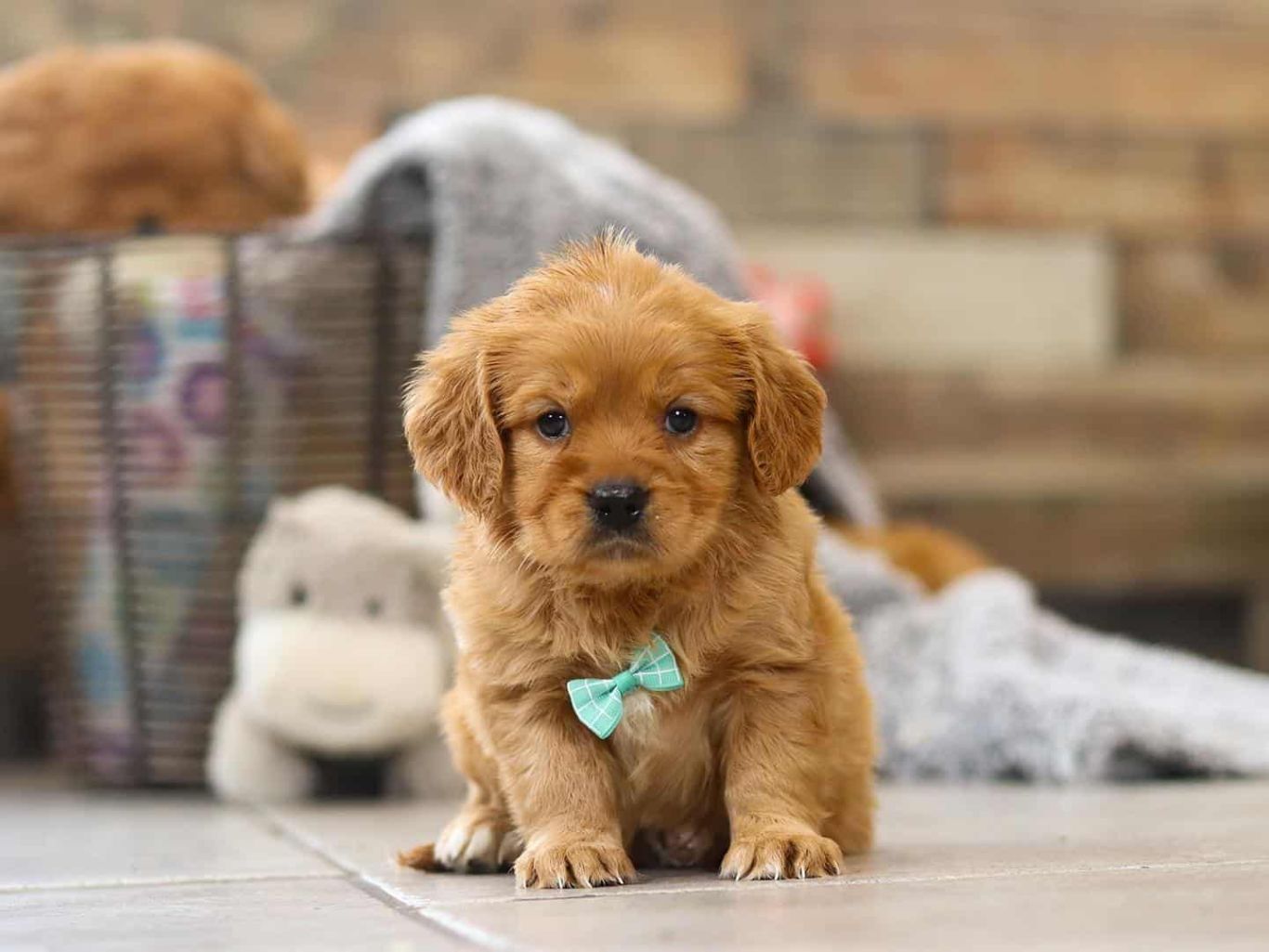 Adopt Mini Golden Retriever Puppies | Golden Cavalier Breeders