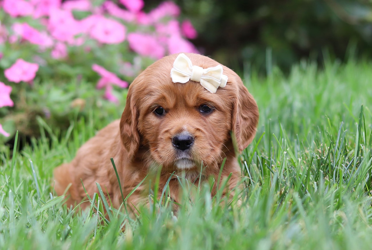 Gorgeous F1 Mini Golden Retriever Puppies for Adoption — Mini Golden ...