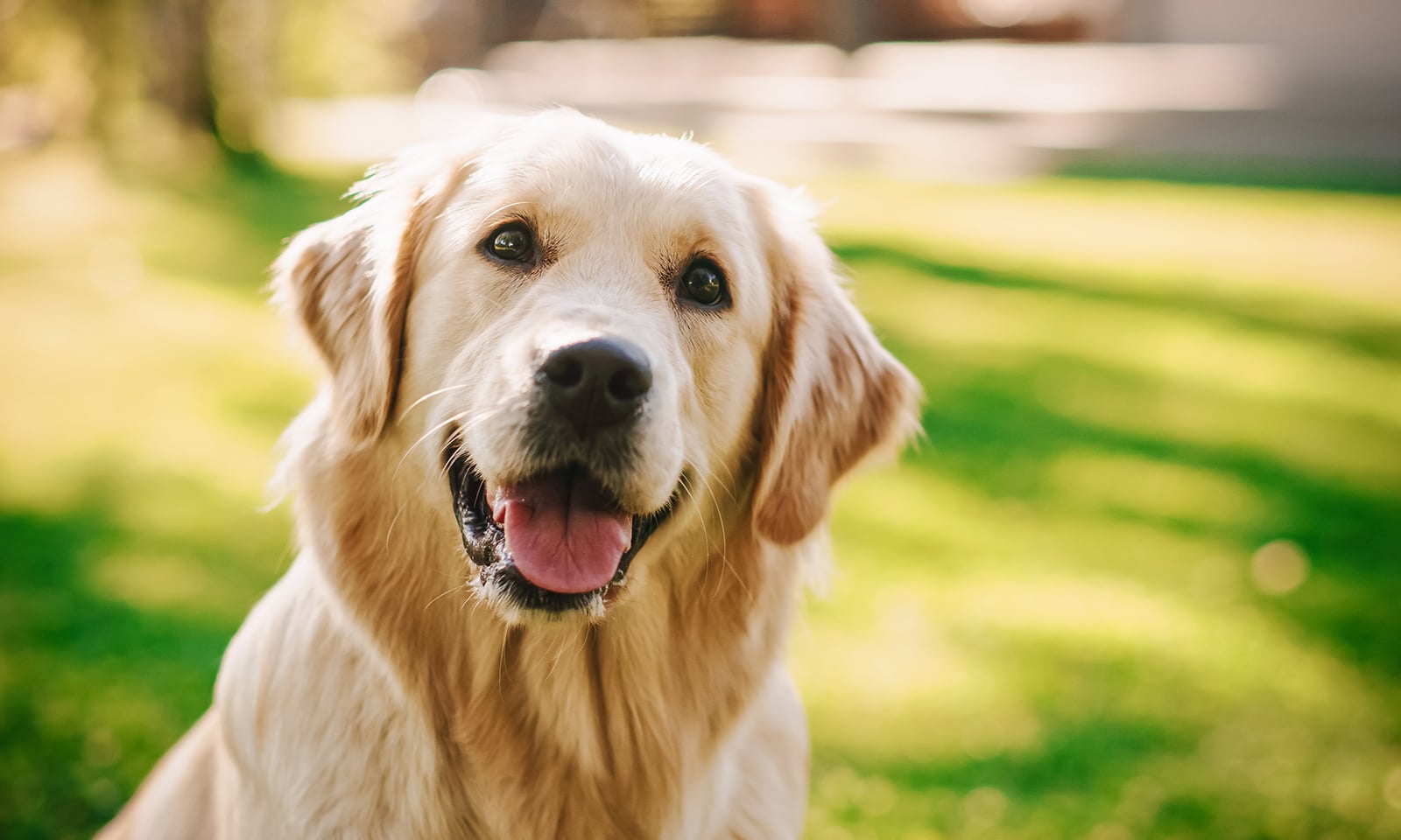What Is a Golden Retriever? - Breed Characteristics