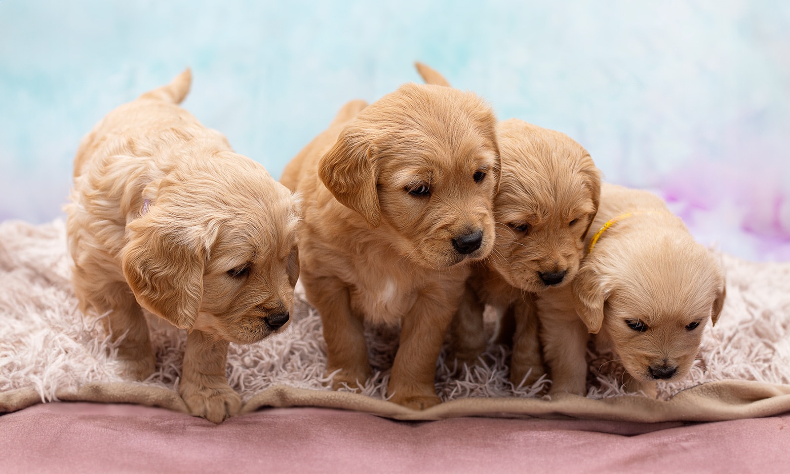 Mini Golden Retriever Pricing | Affordable Rates for Our Puppies
