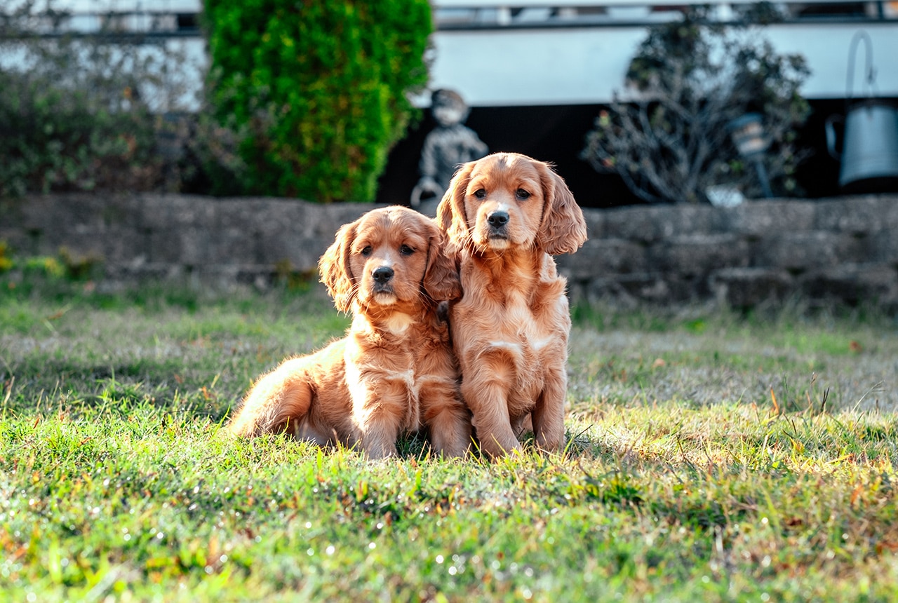 Mini Golden Retriever: Smart, Small & Sweet