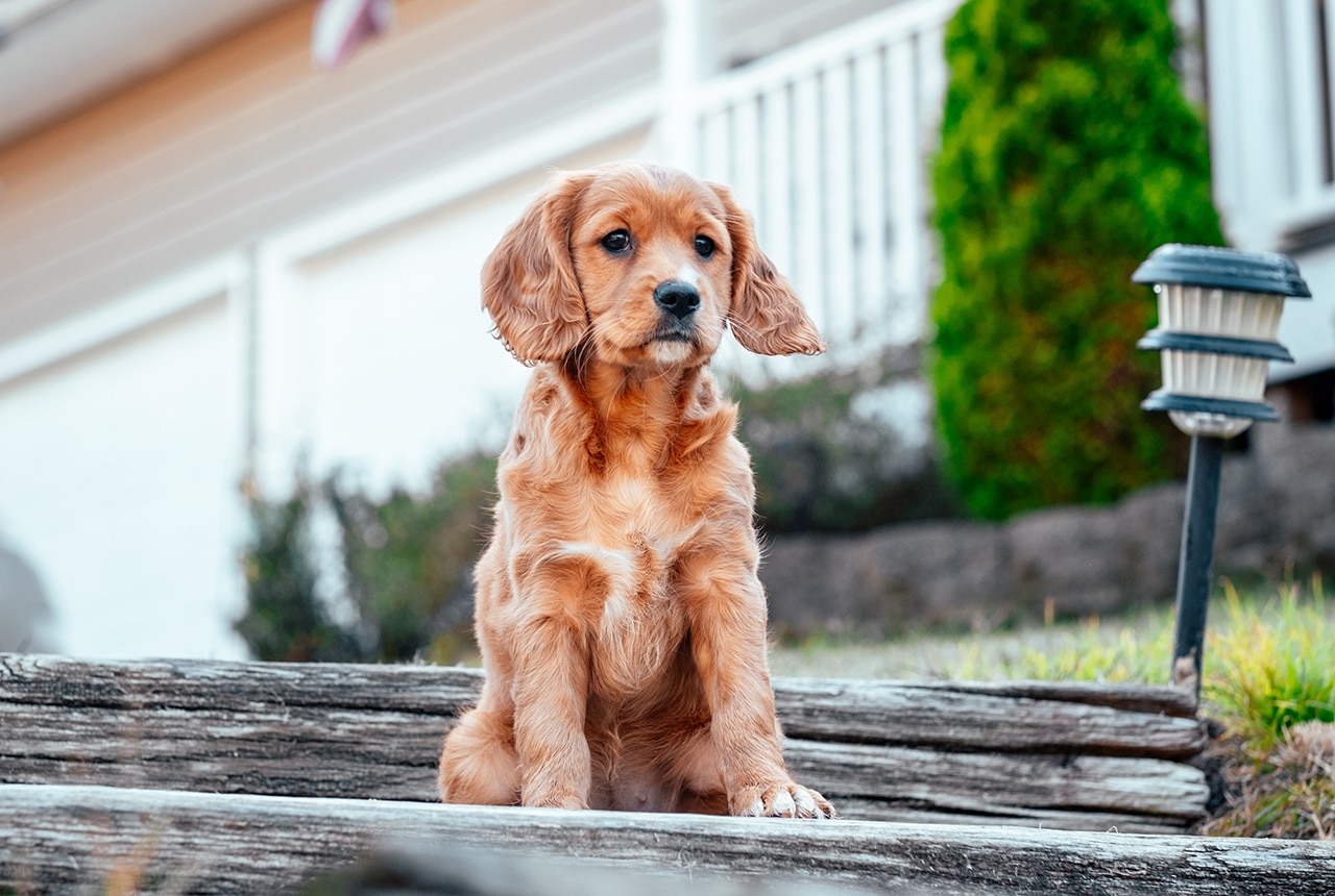Apply for a Mini Golden Retriever Puppy — Mini Golden Retriever Pups