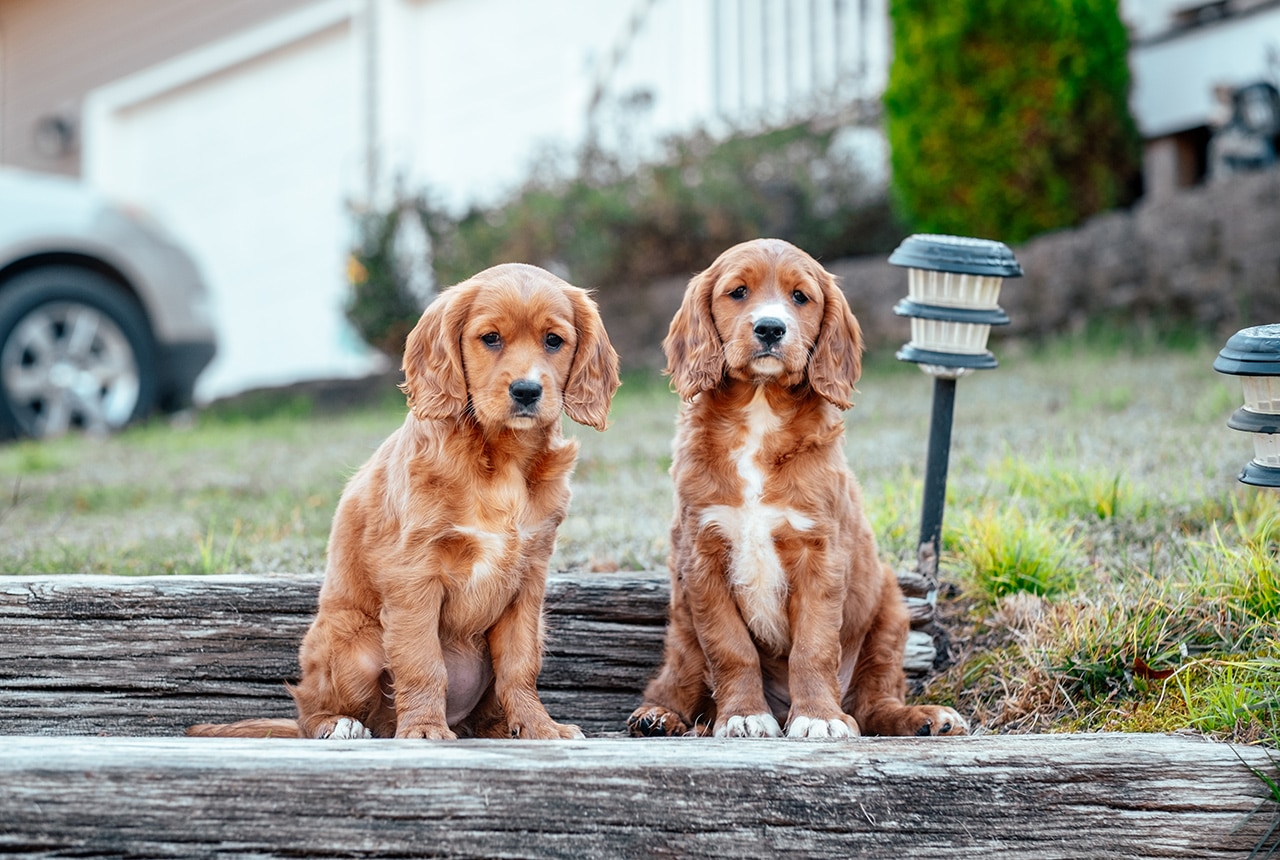 Adopt Mini Golden Retriever Puppies | Golden Cavalier Breeders