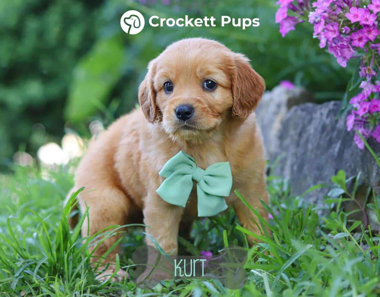 Adopt Mini Golden Retriever Puppies | Golden Cavalier Breeders
